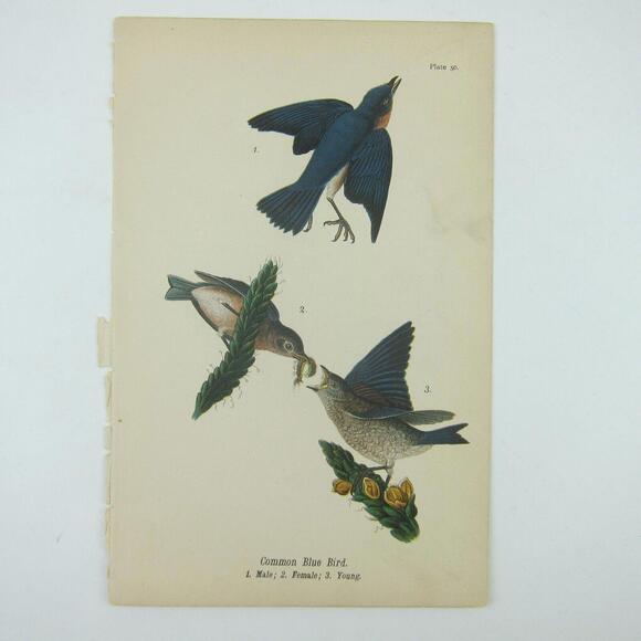 Other | Bird Lithograph Print Common Blue Bird After John James Audubon ...